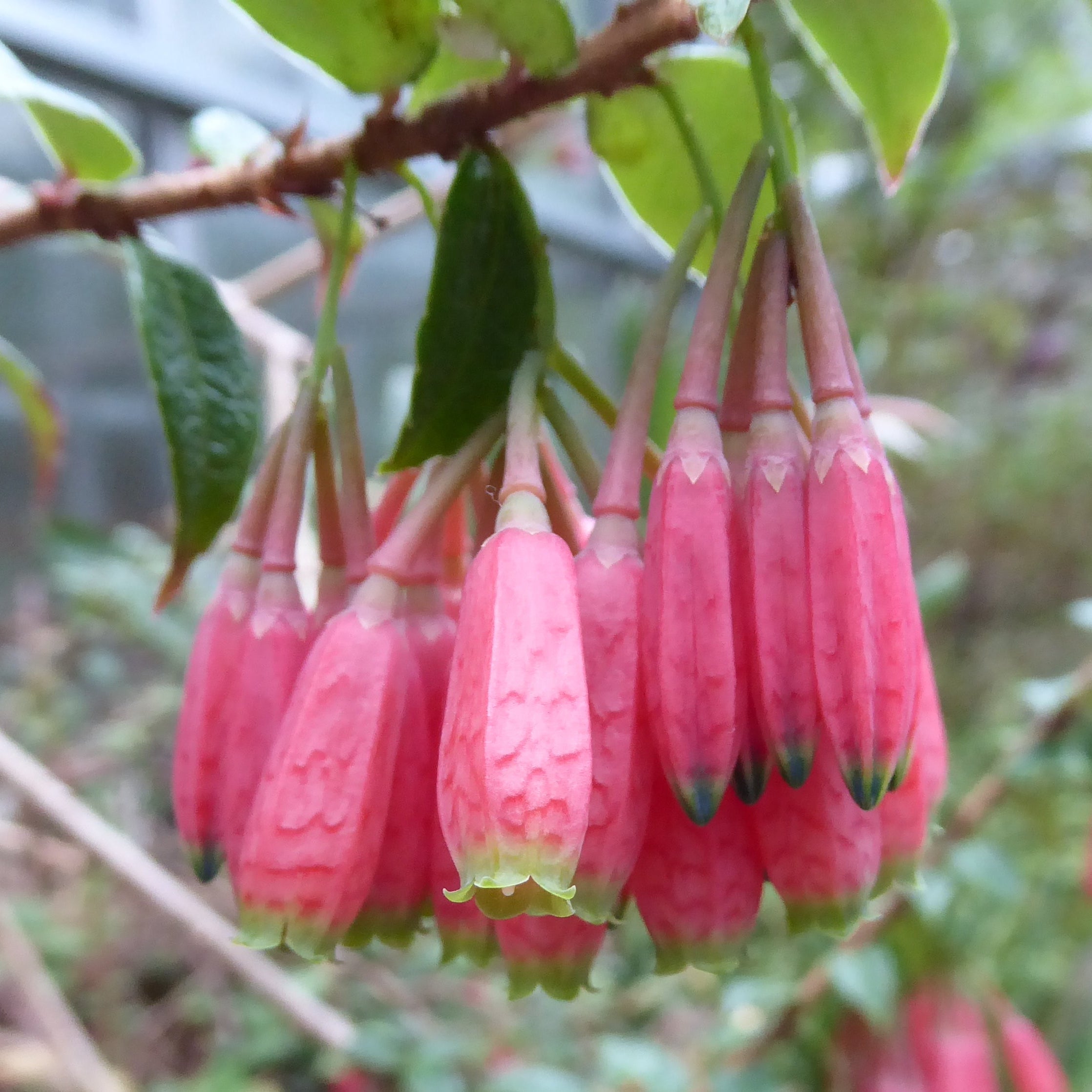 Agapetes species SEH#25095 – Rhododendron Species Botanical Garden