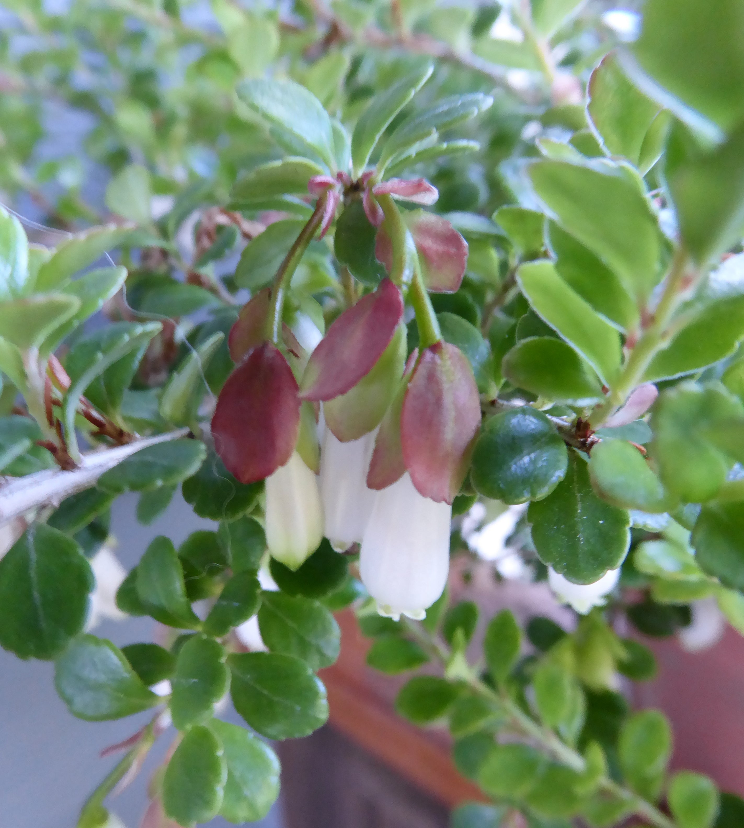 Agapetes rubrobracteata 2020/5077 – Rhododendron Species Botanical Garden