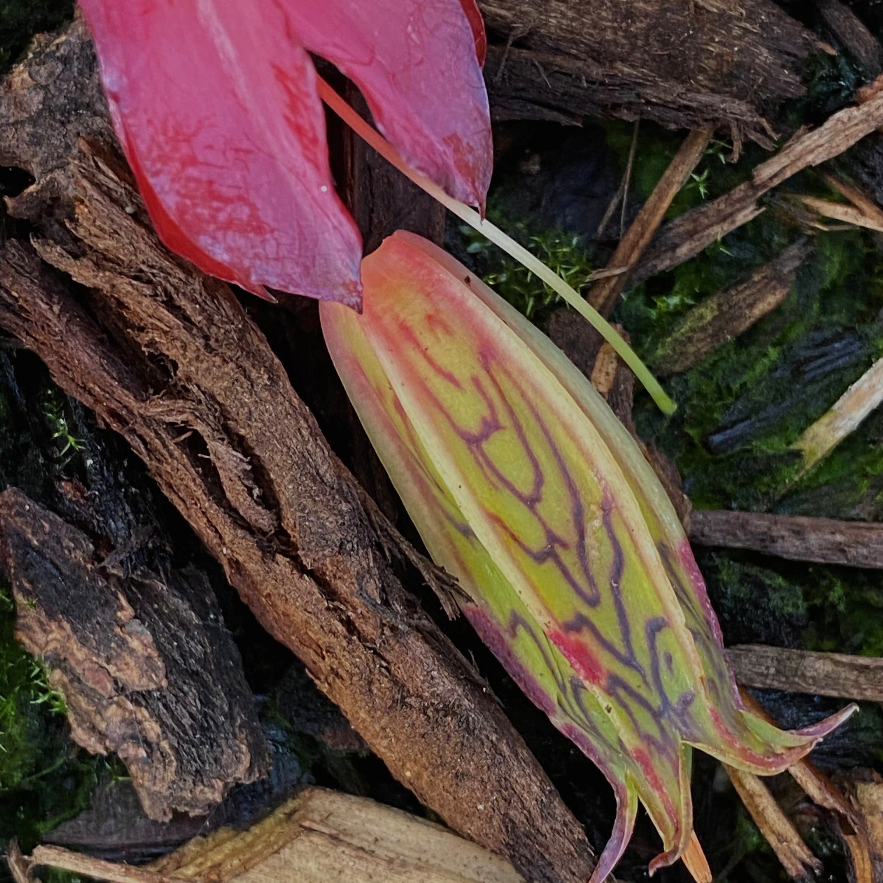 Agapetes species AP#2018‑96 – Rhododendron Species Botanical Garden