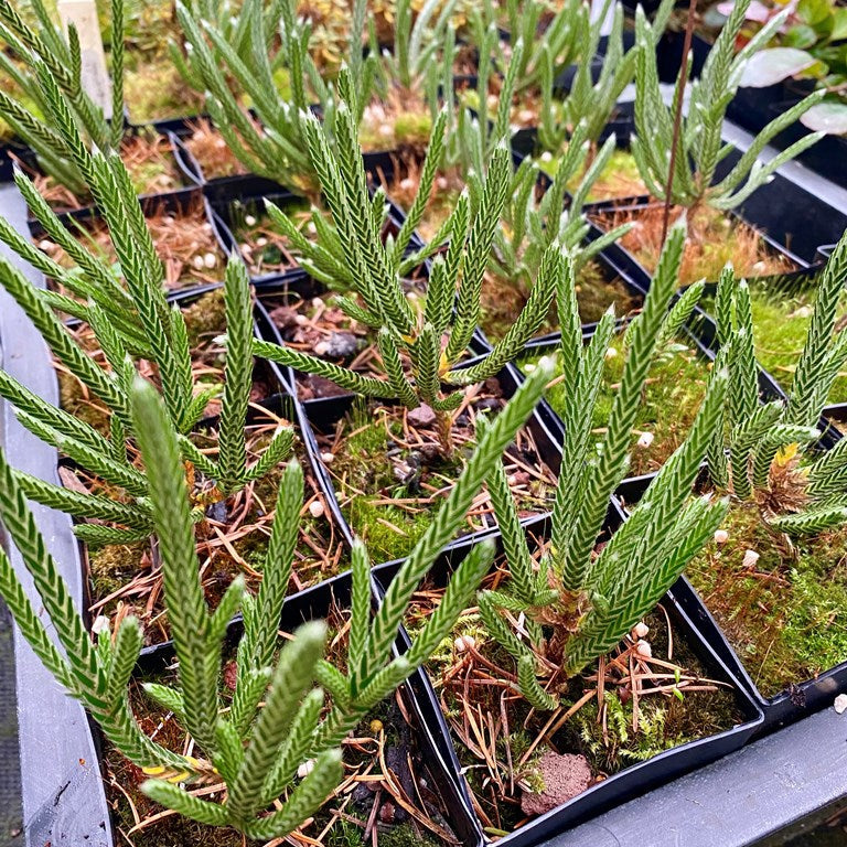 Cassiope 'Askival' – Rhododendron Species Botanical Garden