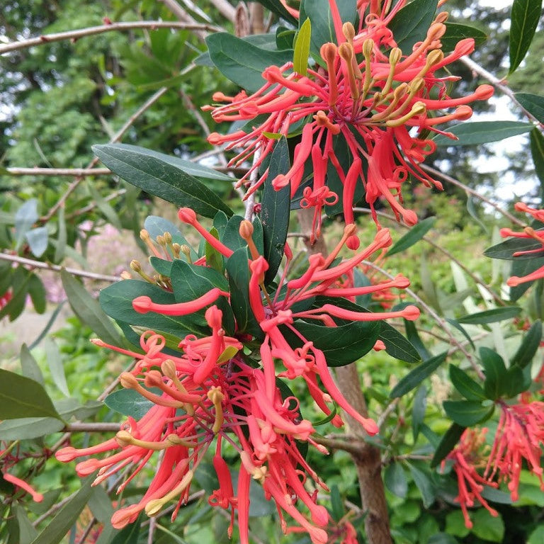 Embothrium coccineum – Rhododendron Species Botanical Garden