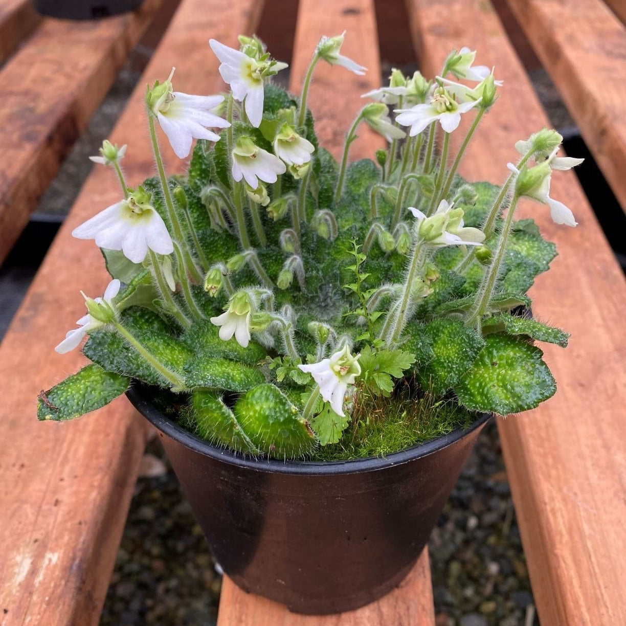 Petrocosmea cryptica – Rhododendron Species Botanical Garden